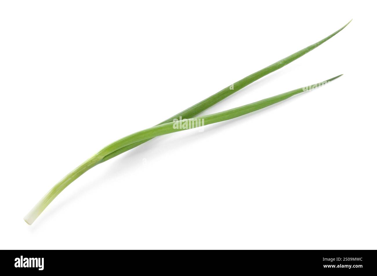 Green scallion onion chive Cut Out Stock Images & Pictures - Alamy