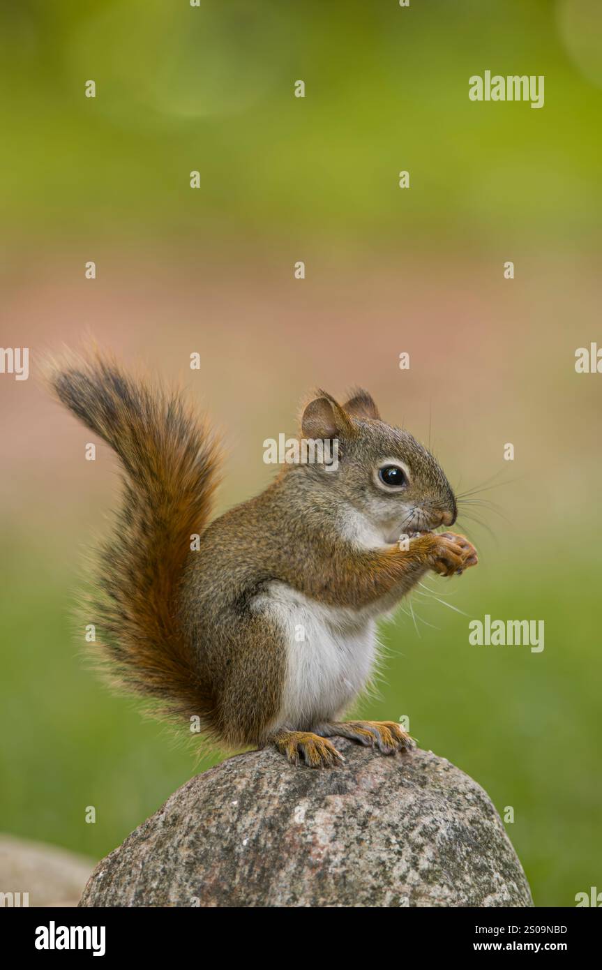 American Red Squirrel (Tamiasciurus hudsonicus) in suburban backyard ...