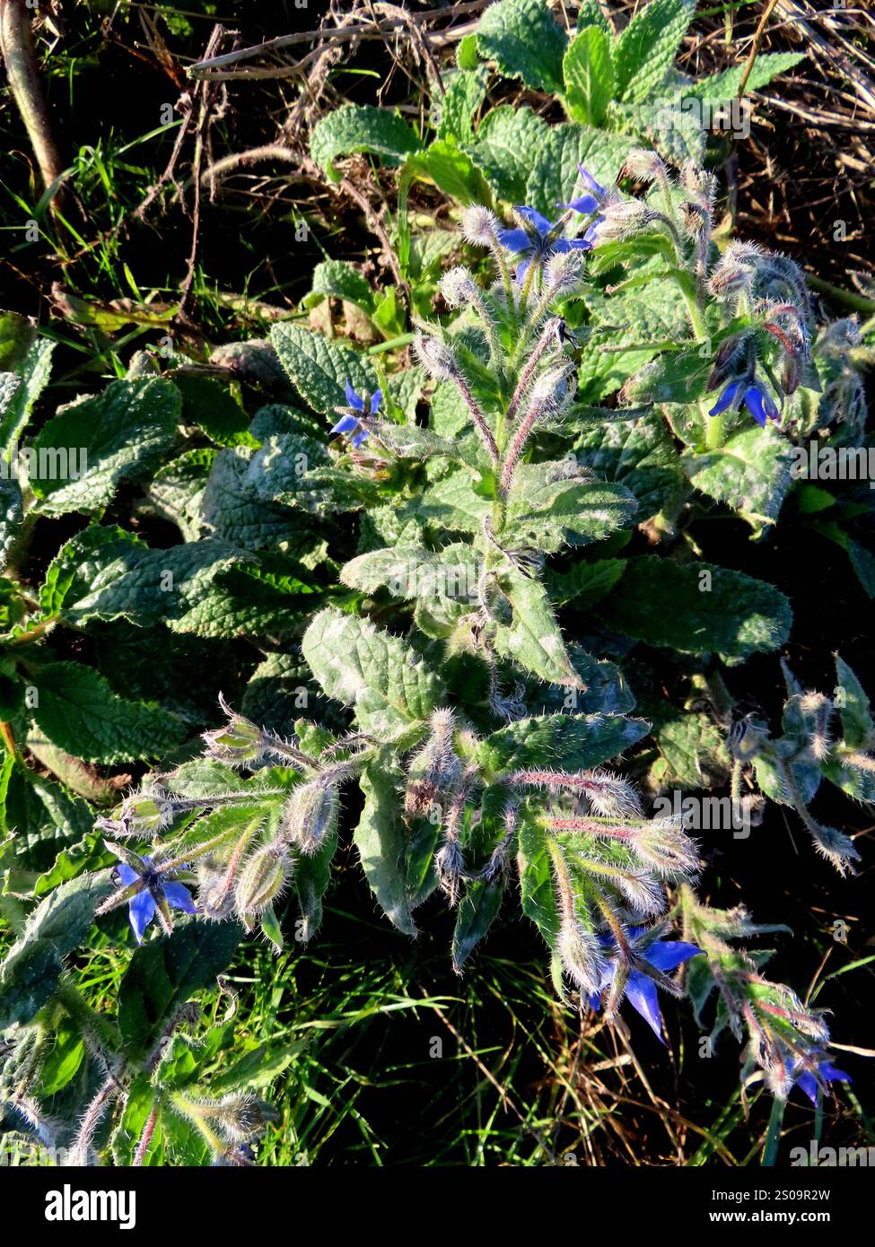 ...das Heil- und Gewuerzkraut macht seinem Namen alle Ehre - und das zu ...