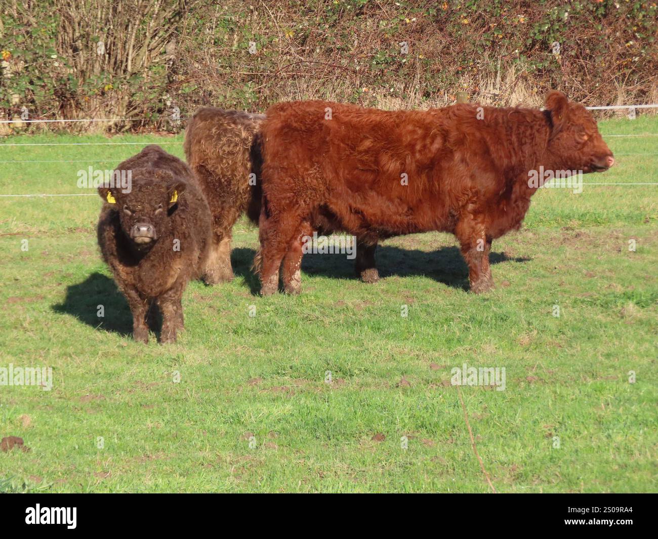 ...stattliche Tiere - diese Galloway Rinder - im Freiland ...