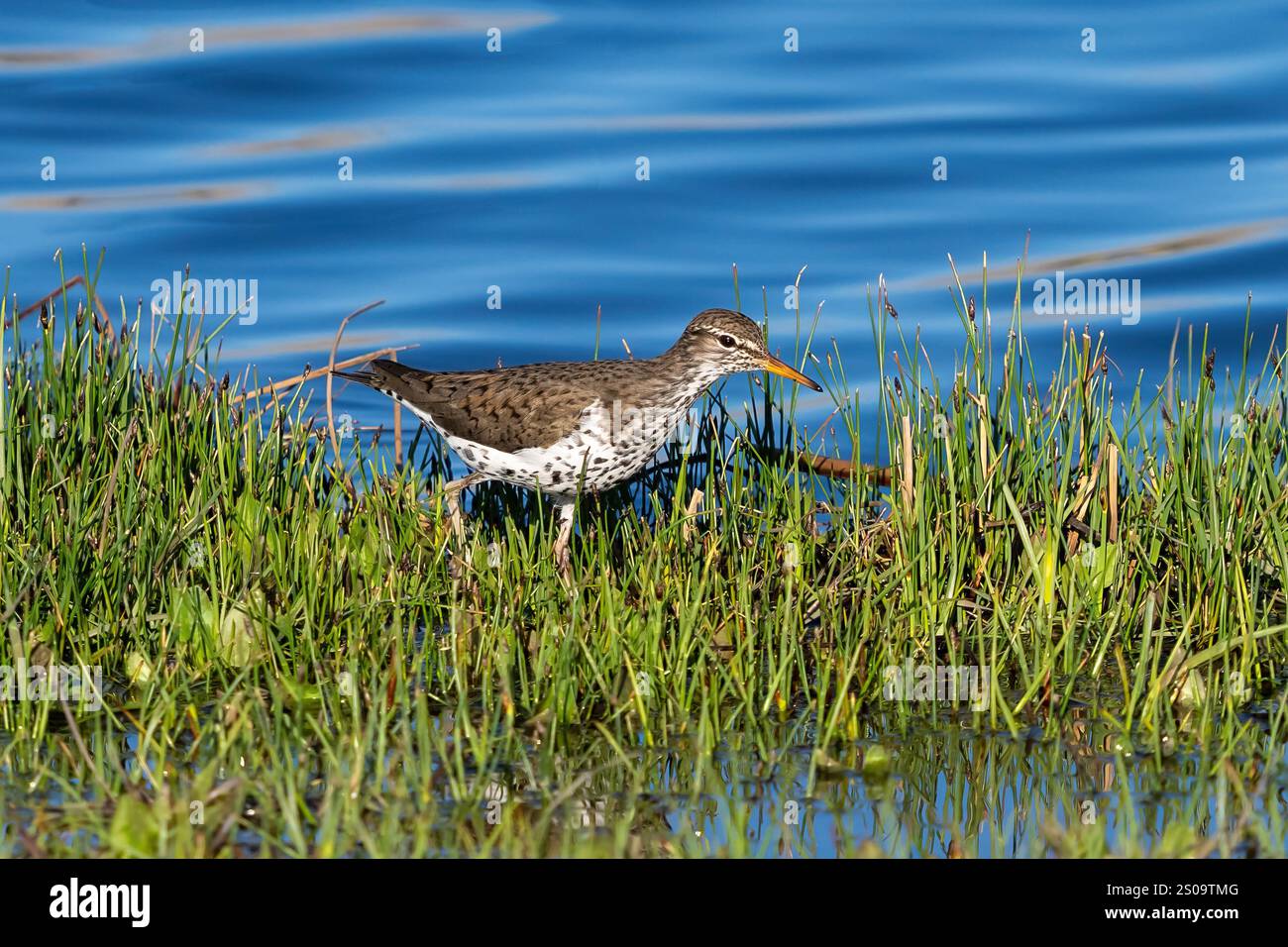 A Spotted Sandpiper bird walking through a grassy shoreline by a blue ...