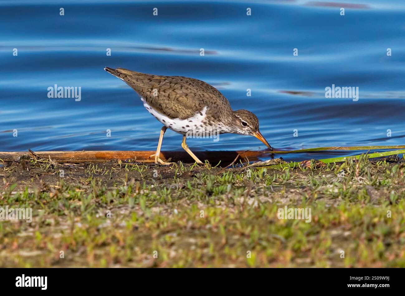 A Spotted Sandpiper bird spots a black beetle in the grass as it walks ...