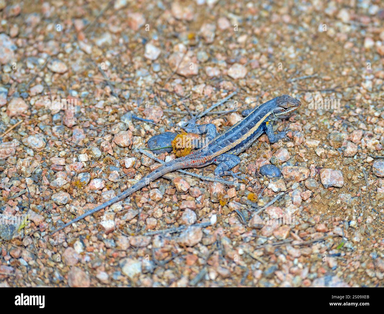 Texas rose bellied lizard hi-res stock photography and images - Alamy