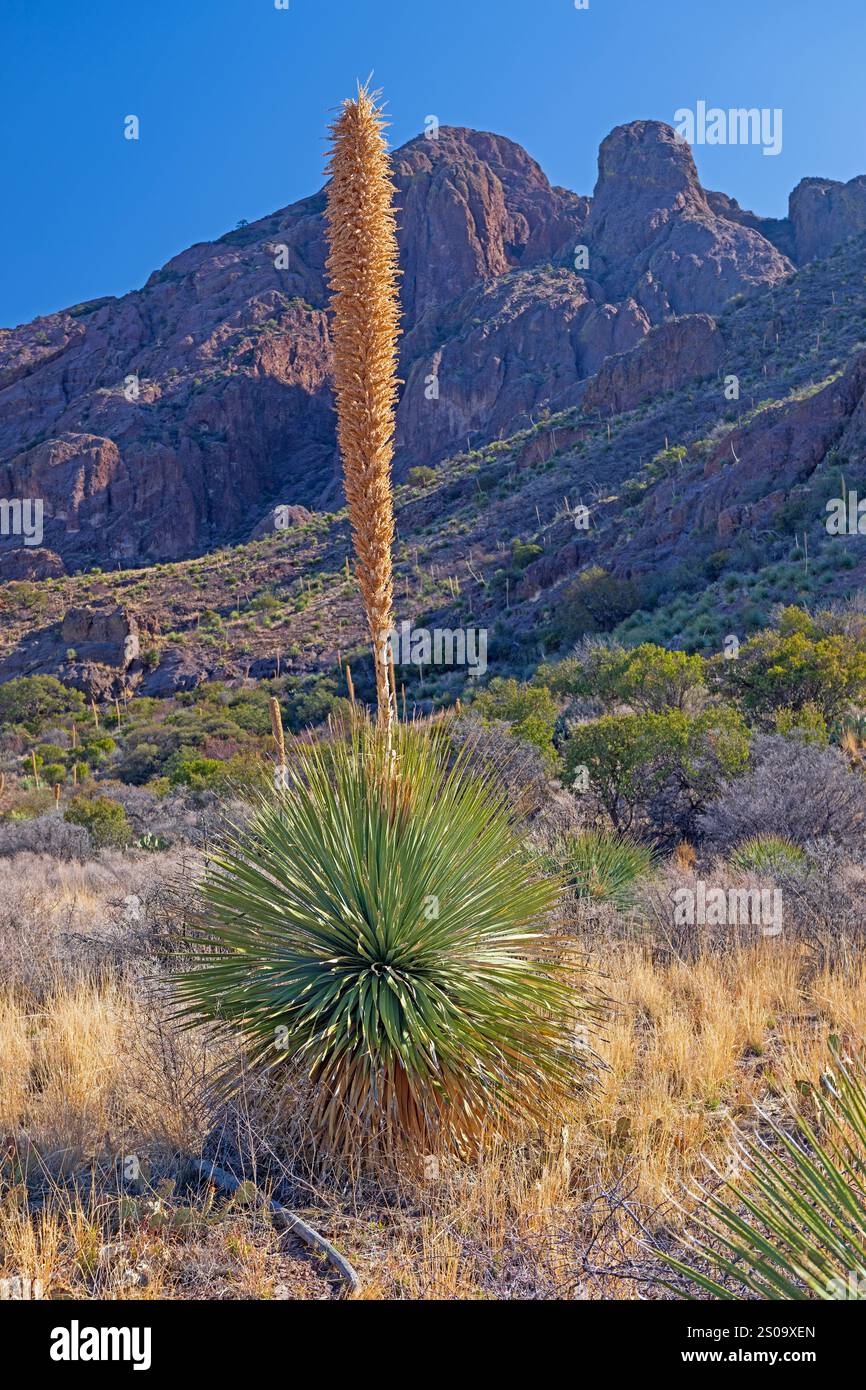 Yucca Plant and Stalk in the Desert Mountains in the Organ Mountains in ...