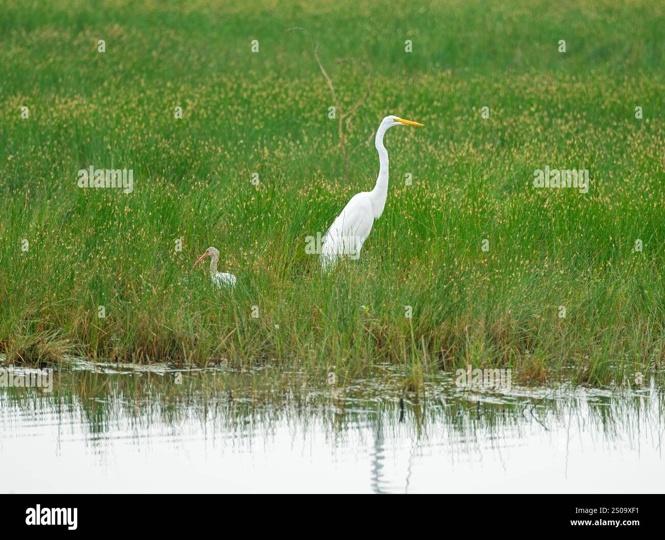 Great Egret and a White Ibis in Wetland Grasses in SWanta Ana National ...