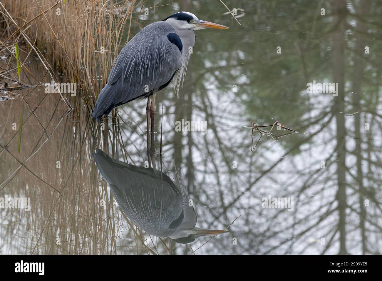 Nancy, France - View on a Grey heron placed on a body of water in a ...