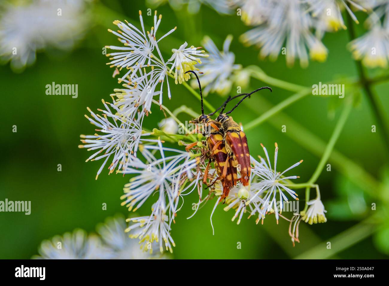Twin Insects on a Summer Bloom, York County Pennsylvania USA Stock ...