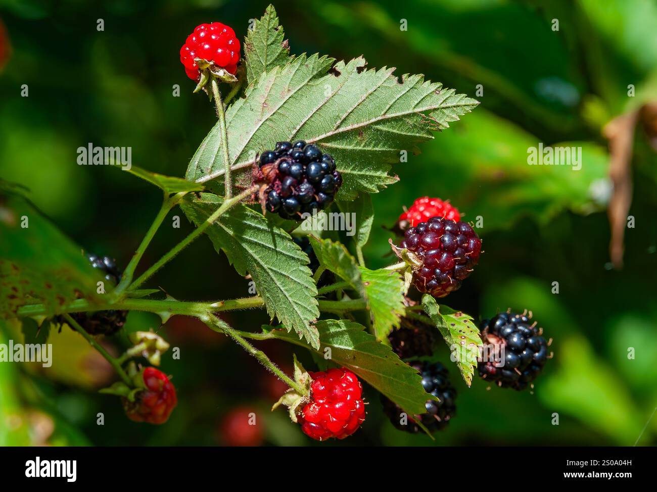 Leqaves hi-res stock photography and images - Alamy