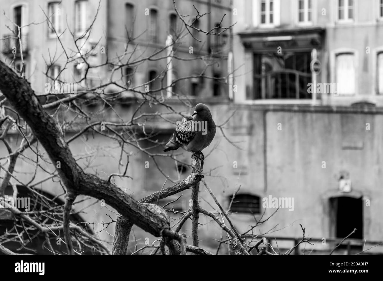 Common pigeon resting on a tree branch in Metz, France Stock Photo - Alamy