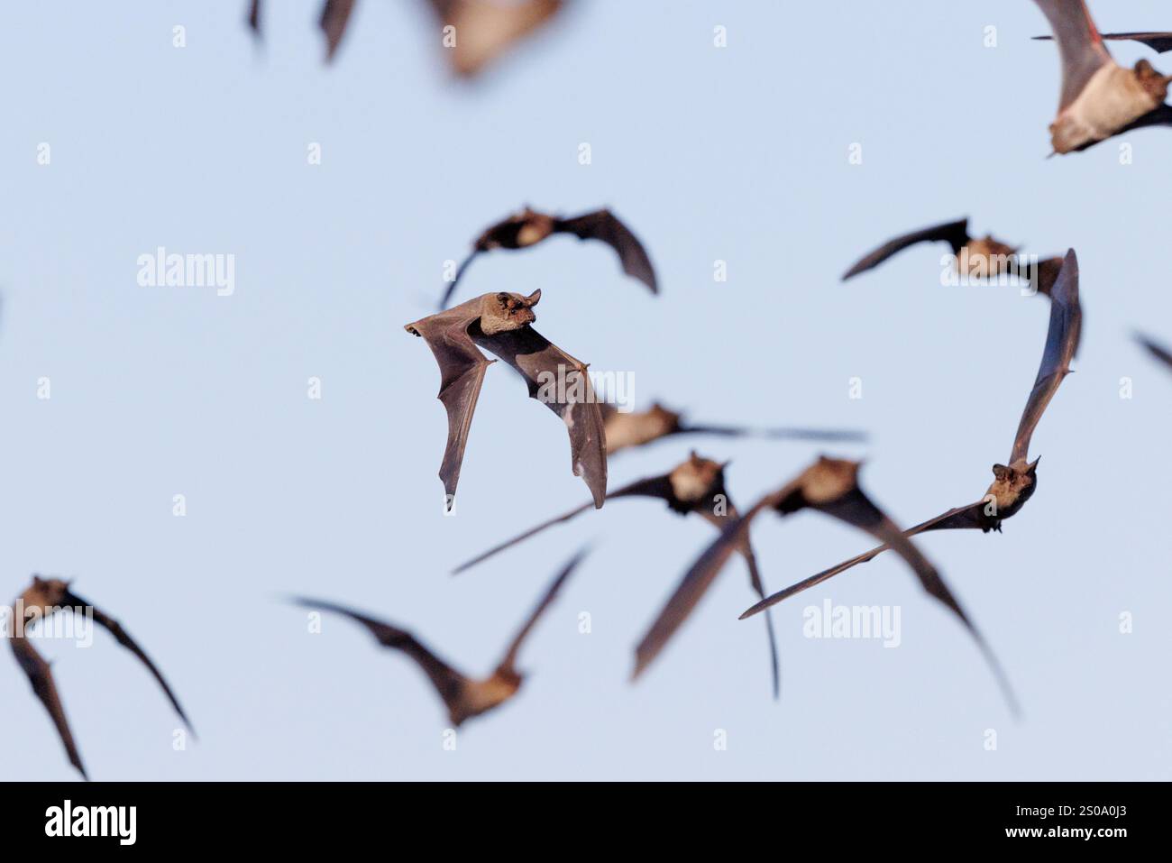 Mexican Free-tailed Bats, Armandaris Ranch, Sierra county, New Mexico ...