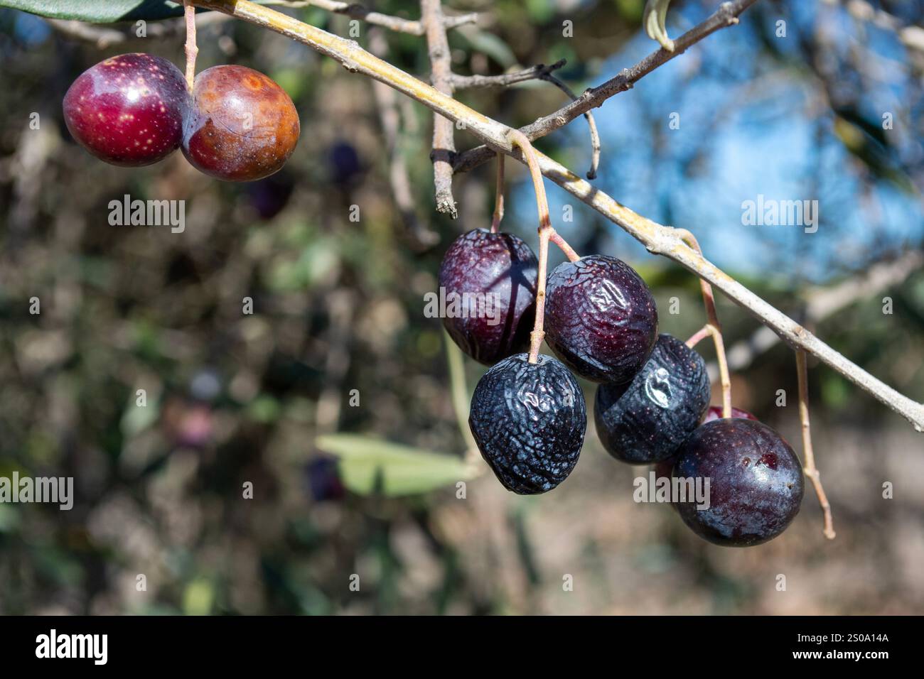 Ripe olives to produce extra virgin olive oil in Spanish olive groves Stock Photo - Alamy