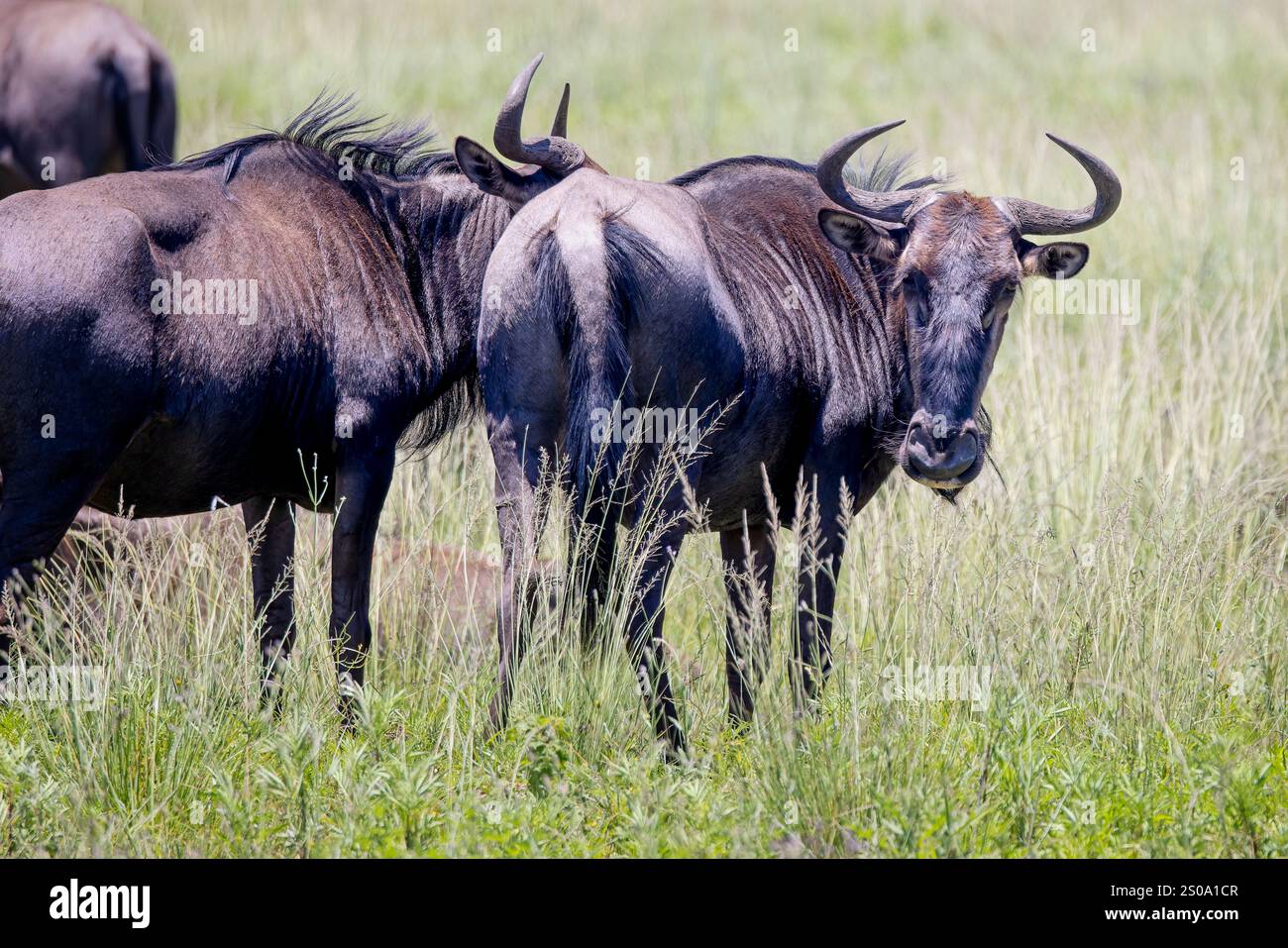 Wildebeast looking backwards towards camera in the african bush at Tala ...