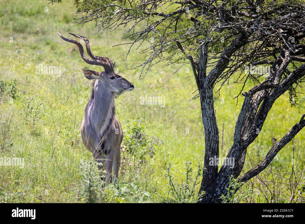 Regal male Kudu antelope standing under shrub in African bush at Tala ...
