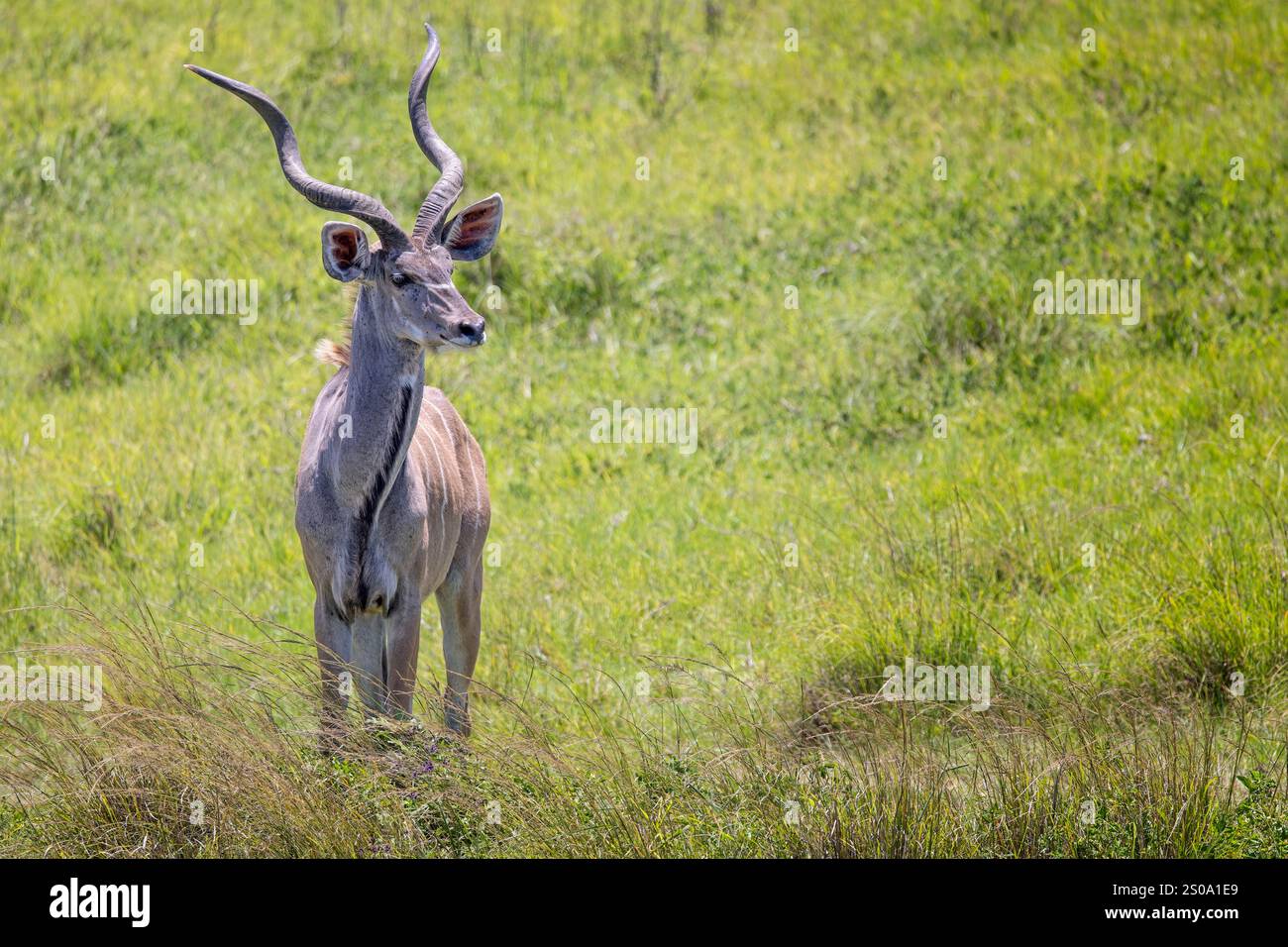 Male Kudu Antelope standing at alert in african bush at Tala Game ...