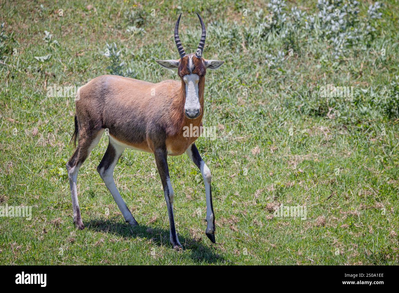 Horned Blesbok Antelope in the african bush at Tala Game Reserve near ...