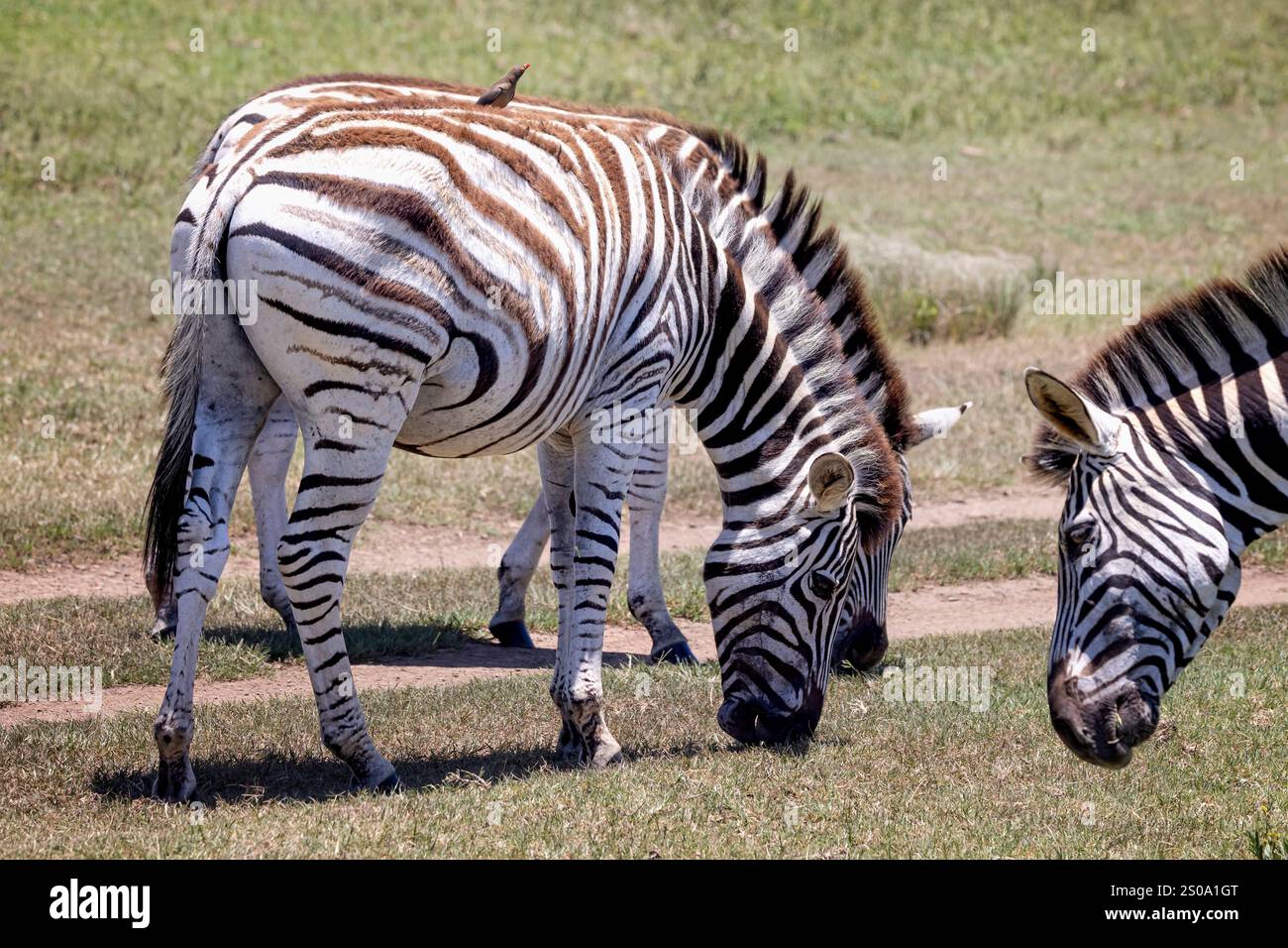 A red billed Oxpecker bird sat on the back of a Plains Zebra at Tala ...