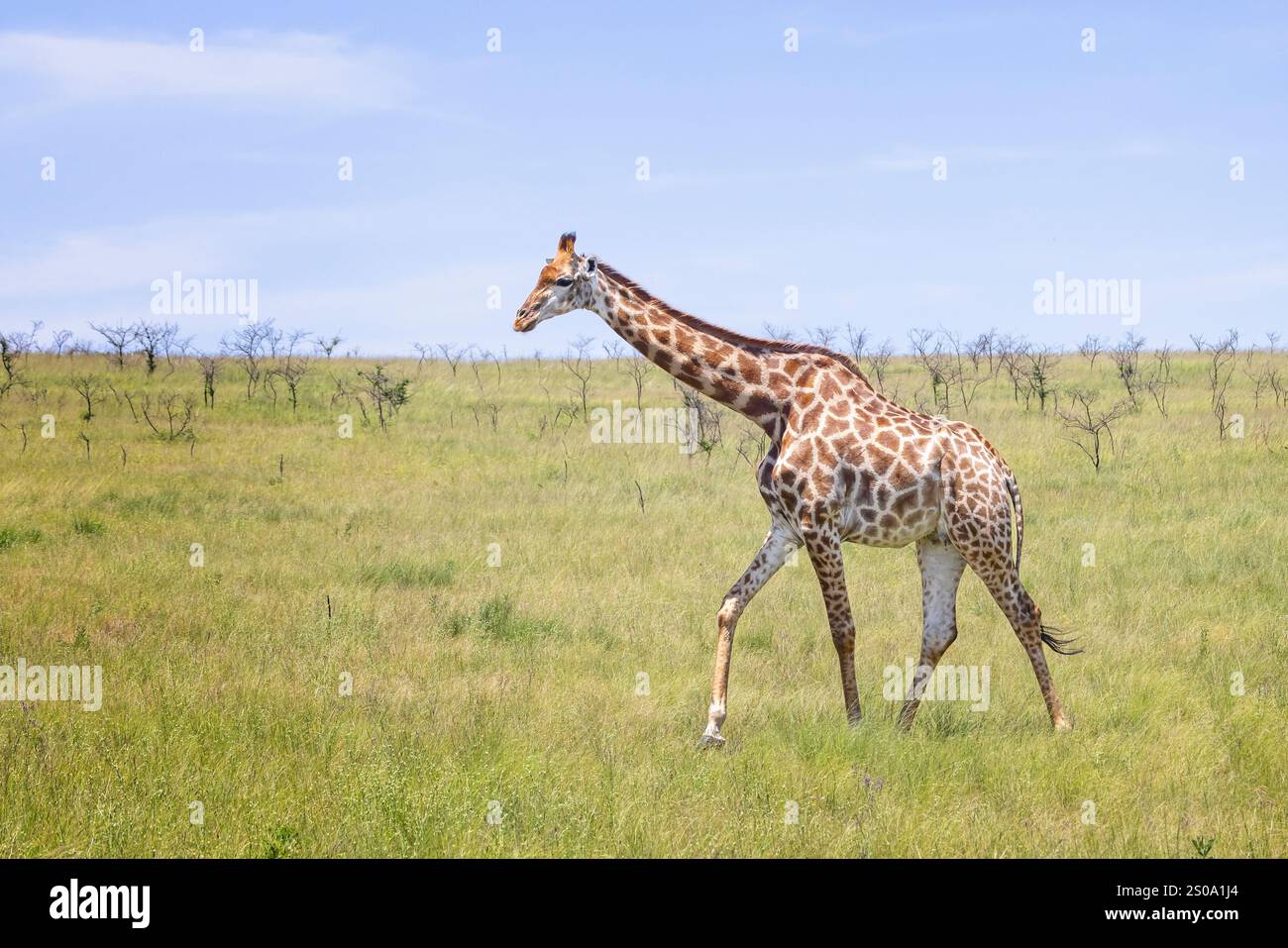 African giraffe walking through the African bush in Tala Game Reserve ...