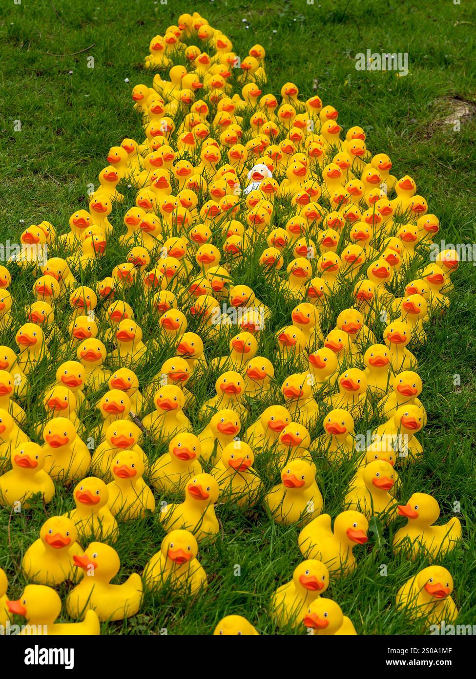 A display of yellow plastic ducks with one odd white one in the middle ...