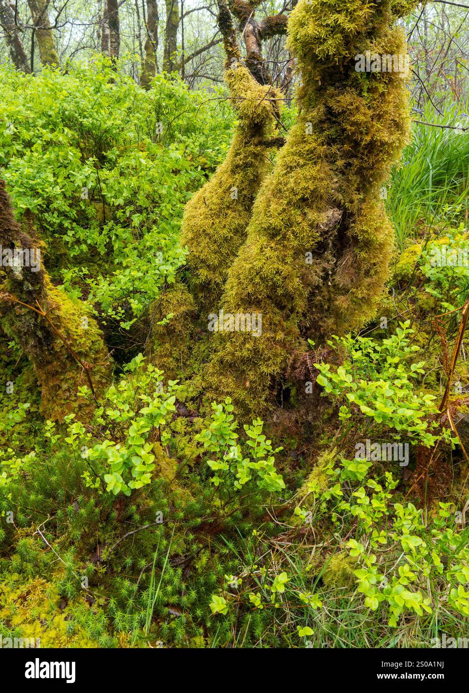 Verdant green moss covered tree trunks in Scottish temperate rainforest, Kinloch Forest, Isle of ...