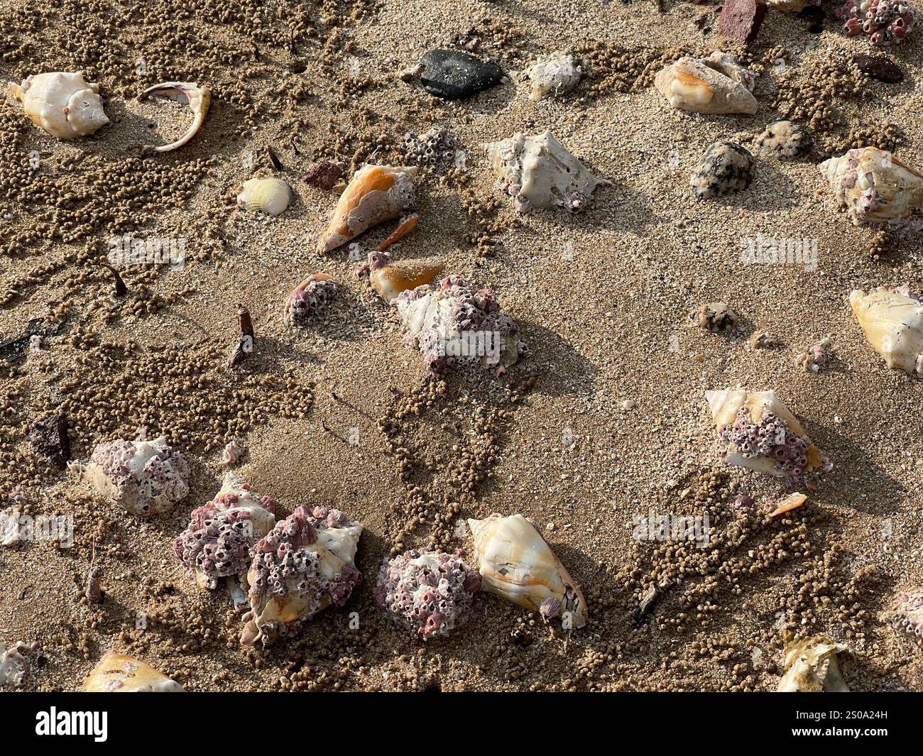 Snails in the Kino estuary, Sonora, Mexico.© (Photo by Luis Gutierrez ...