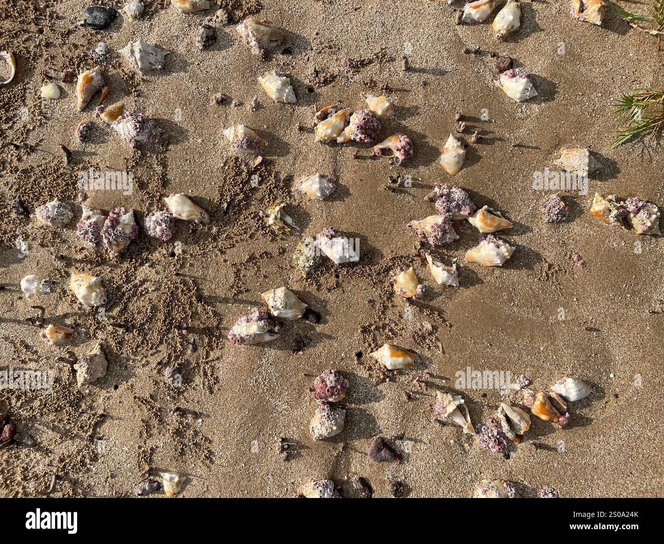 Snails in the Kino estuary, Sonora, Mexico.© (Photo by Luis Gutierrez ...