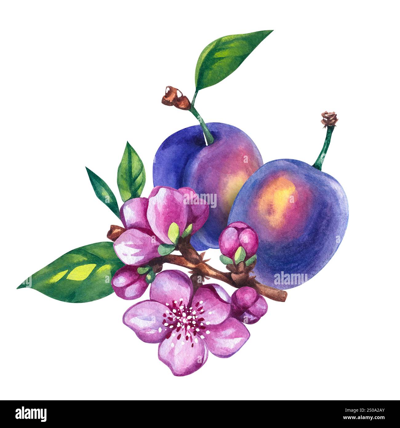 Hand drawn plum set Cut Out Stock Images & Pictures - Alamy