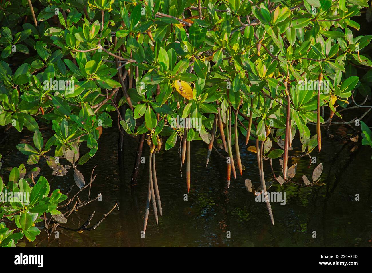 Red Mangrove, Rhizophora mangle. Seedlings, or propagules with long ...
