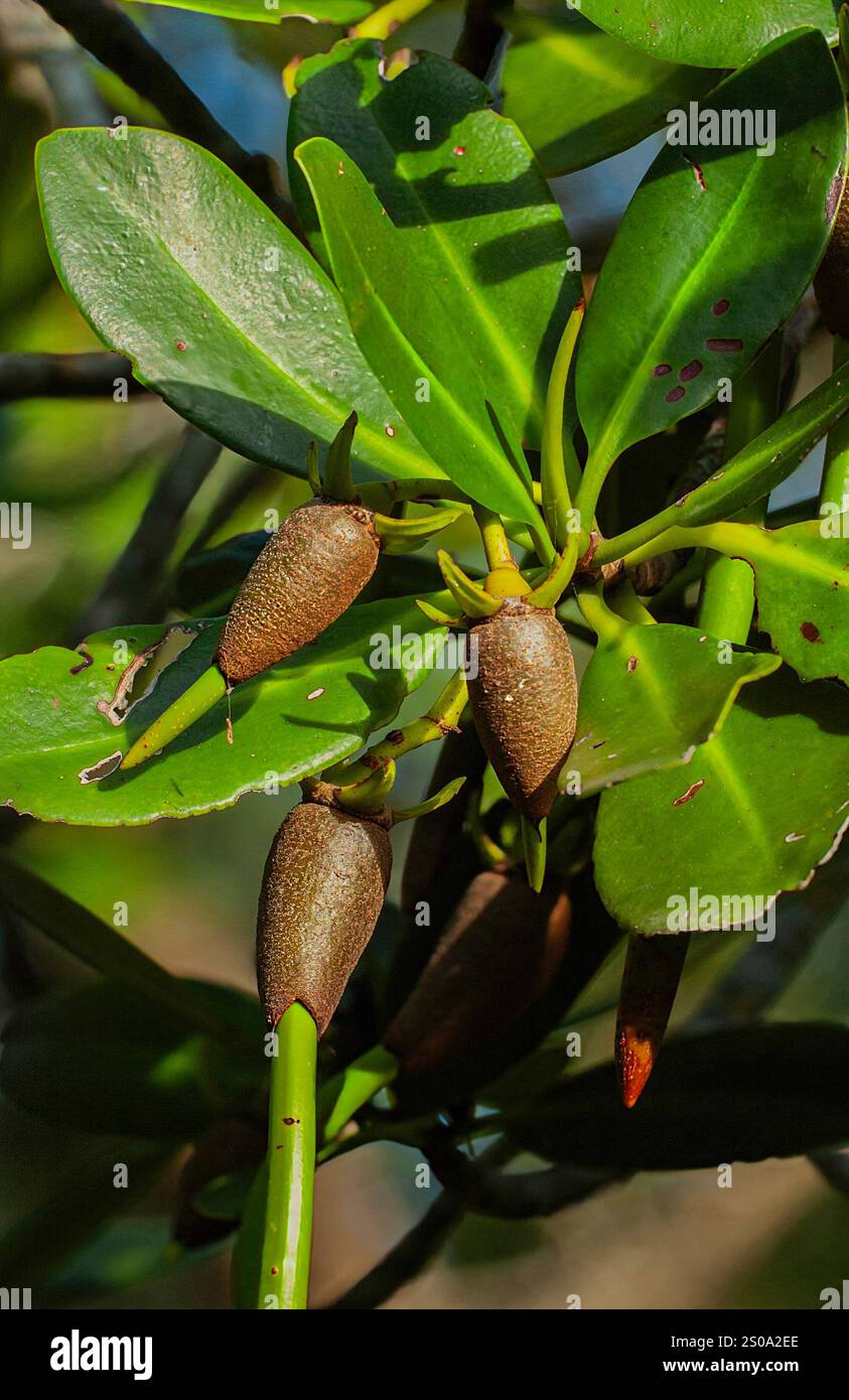 Mangle seeds hi-res stock photography and images - Alamy
