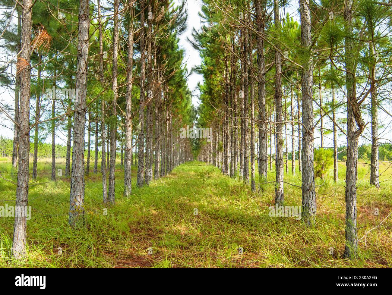 A central Florida pine plantation consists of rows of trees originally ...