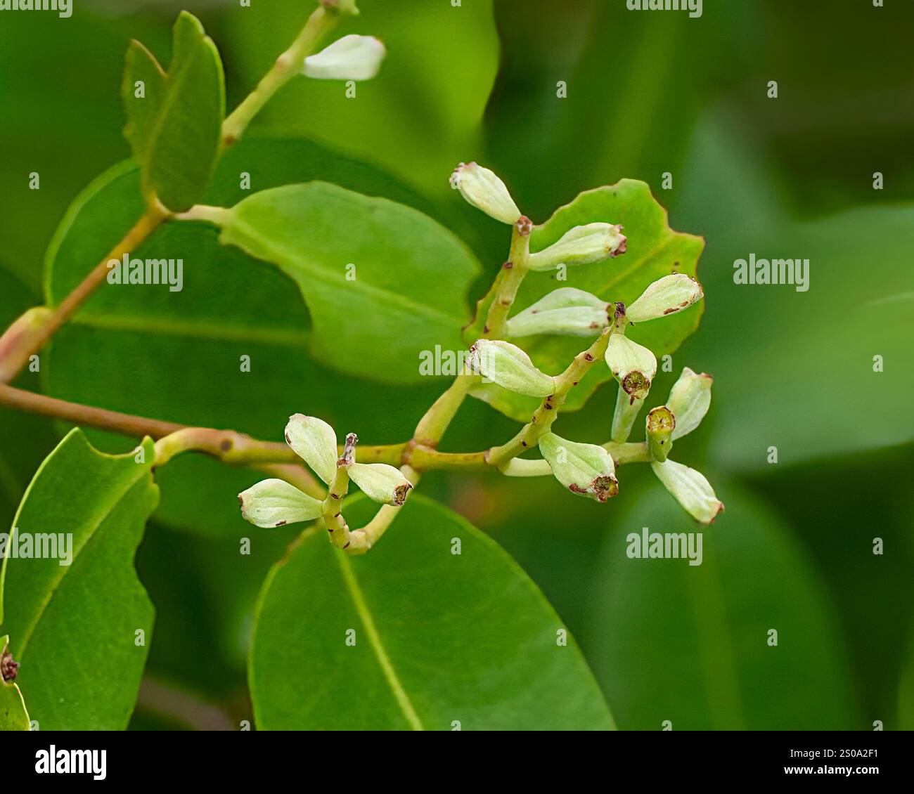 White Mangrove, Laguncularia racemosa. The small white flowers develop ...