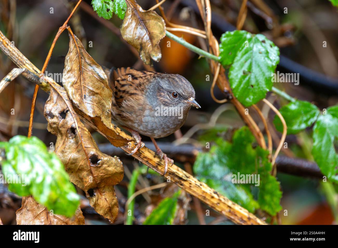 Dunnock spotted in Dublin's National Botanic Gardens. Feeds on insects ...