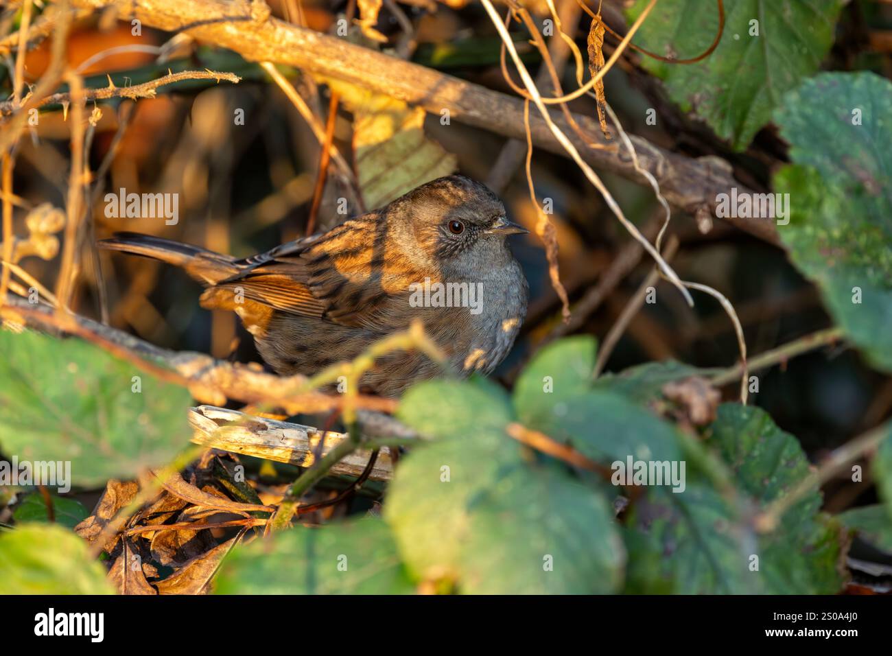 Dunnock spotted in Dublin's National Botanic Gardens. Feeds on insects ...