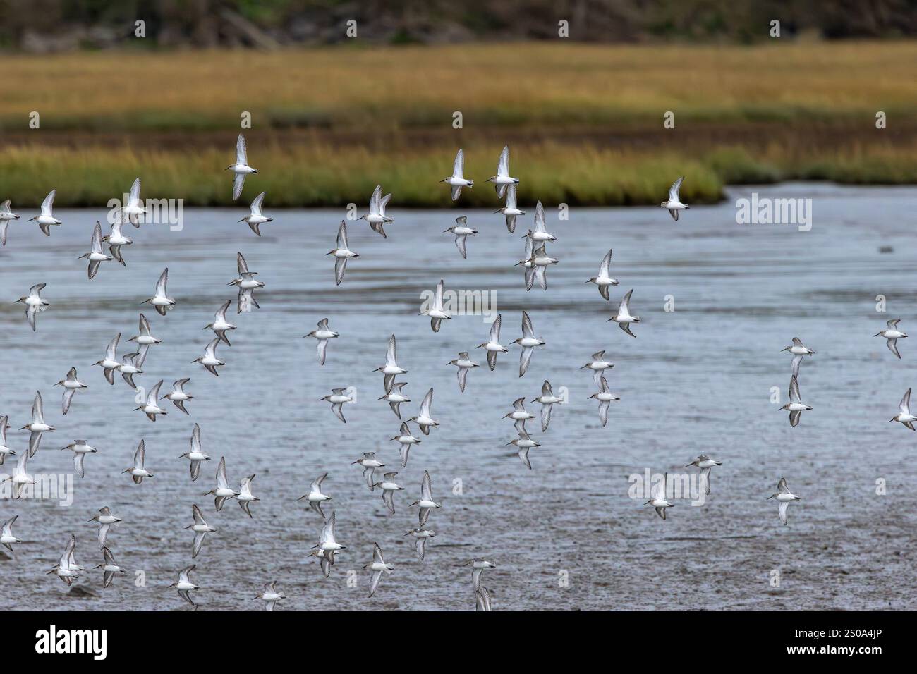 Dunlin, a small wader, seen at Bull Island, Dublin. Feeds on insects ...