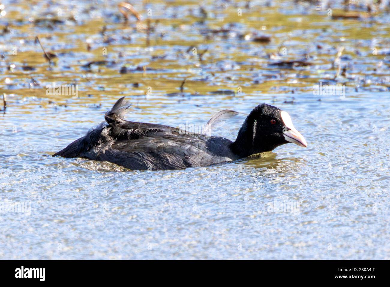 Eurasian Coot spotted in Dublin's National Botanic Gardens. Eats ...