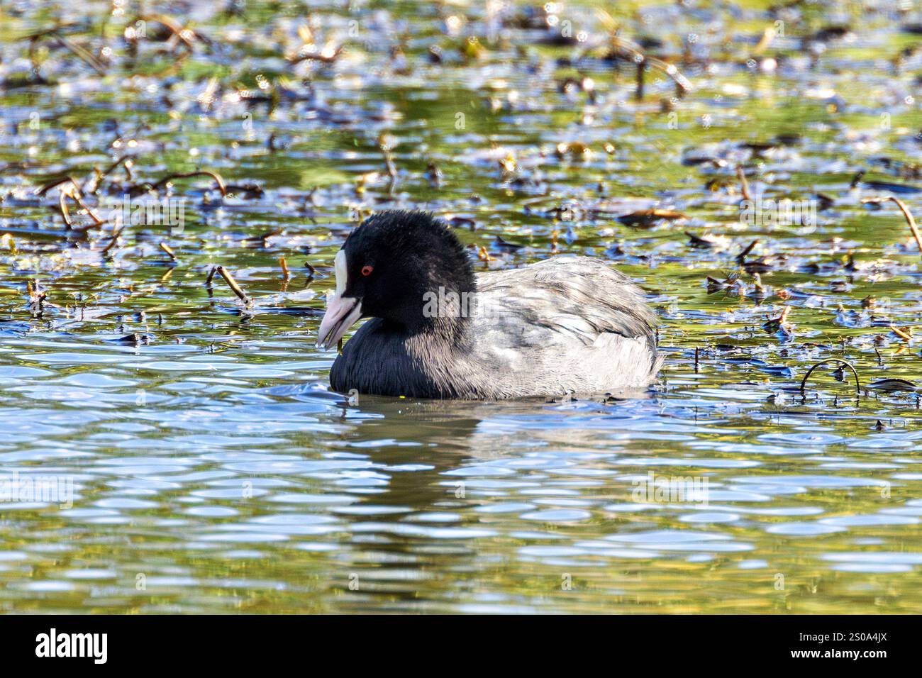 Eurasian Coot spotted in Dublin's National Botanic Gardens. Eats ...