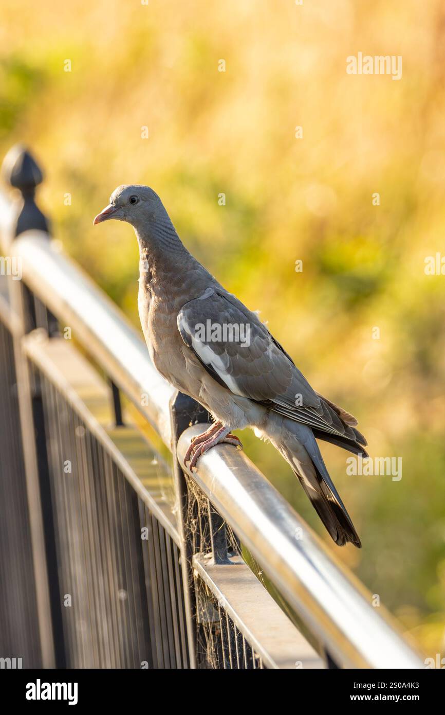 Common Wood Pigeon seen in Dublin's National Botanic Gardens. Eats ...