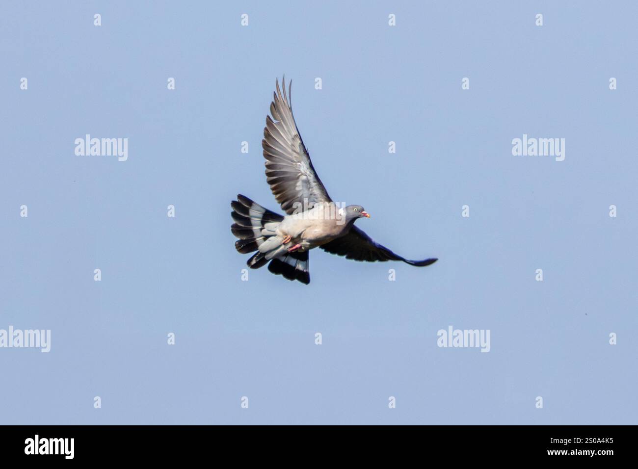 Common Wood Pigeon seen in Dublin's National Botanic Gardens. Eats ...