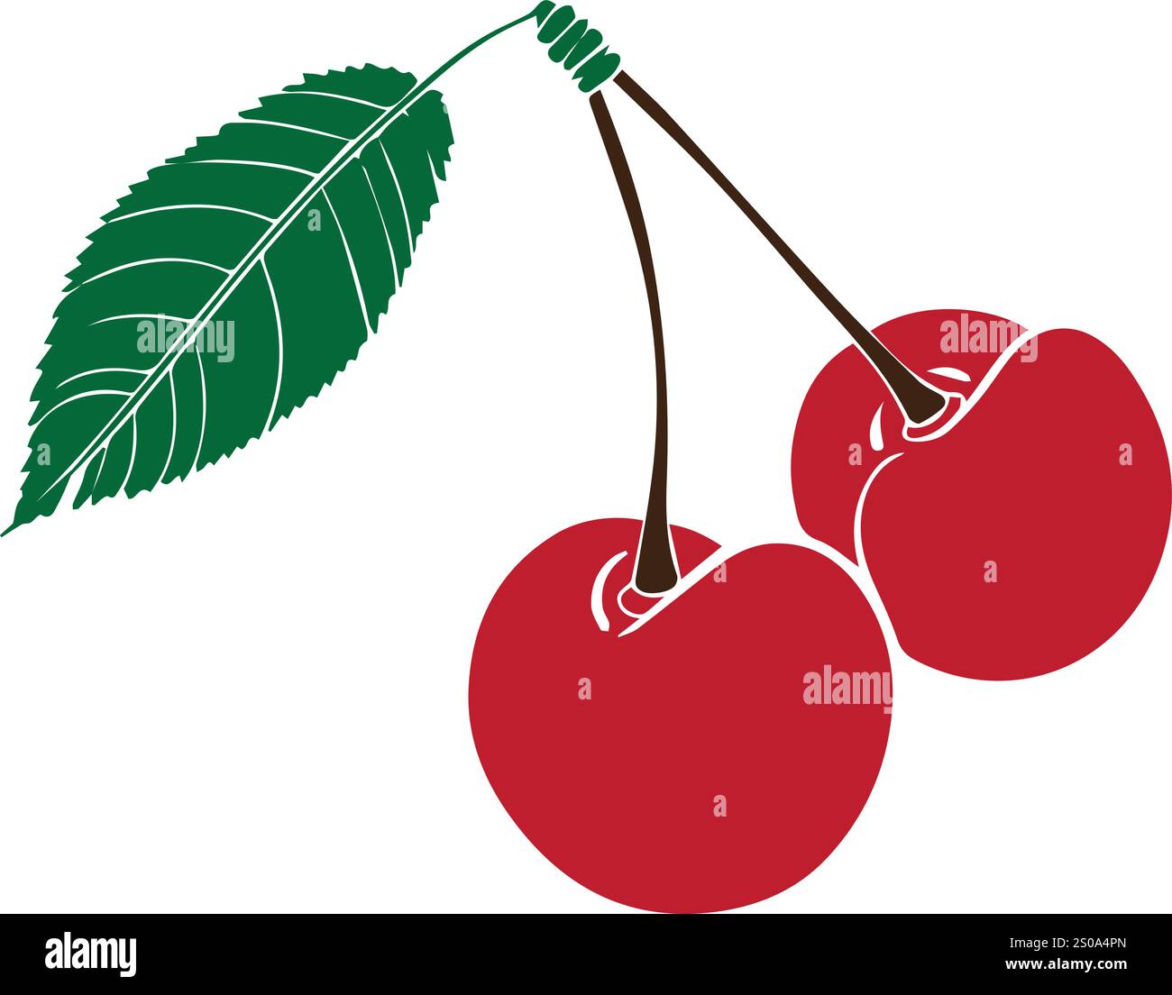 vector cherry, sour cherry, fruit drawing designs Stock Vector Image ...