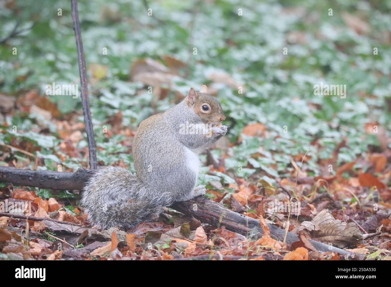 St endas park hi-res stock photography and images - Alamy