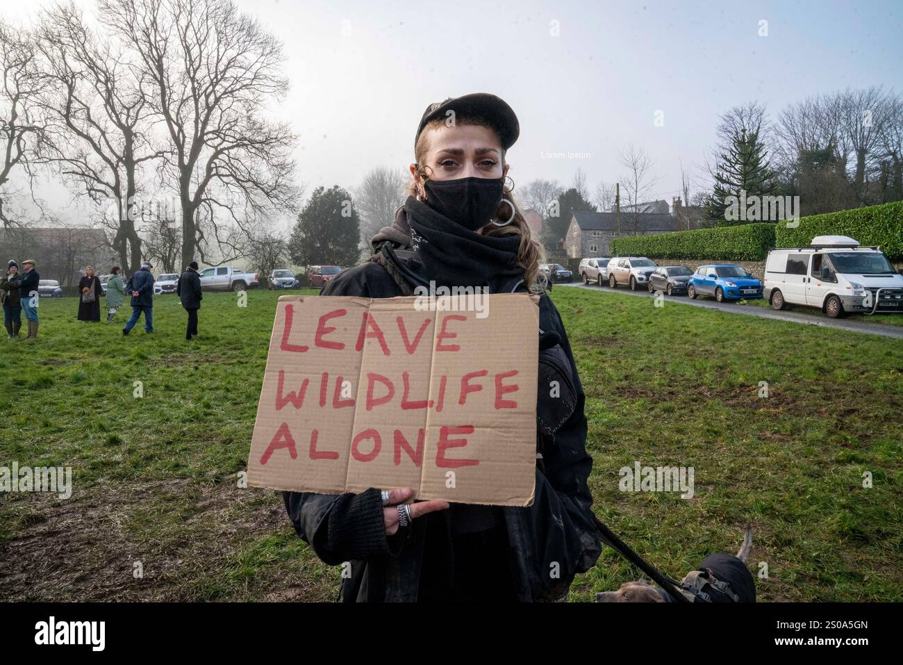 Priddy Green, Somerset, UK, 26th December: Local hunt sabs defend their ...