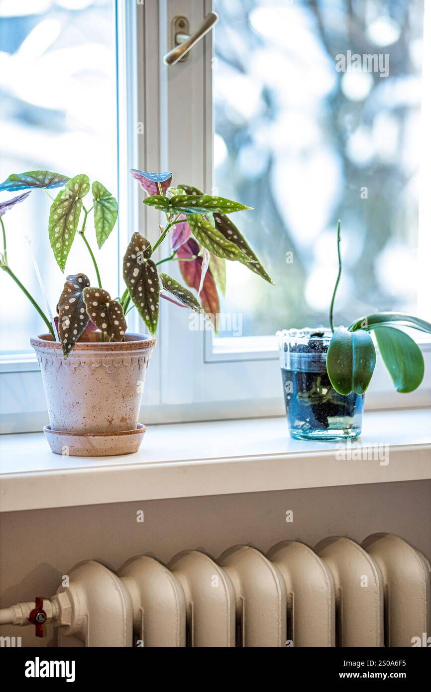 Two potted plants sit on a windowsill above a white radiator. The left ...