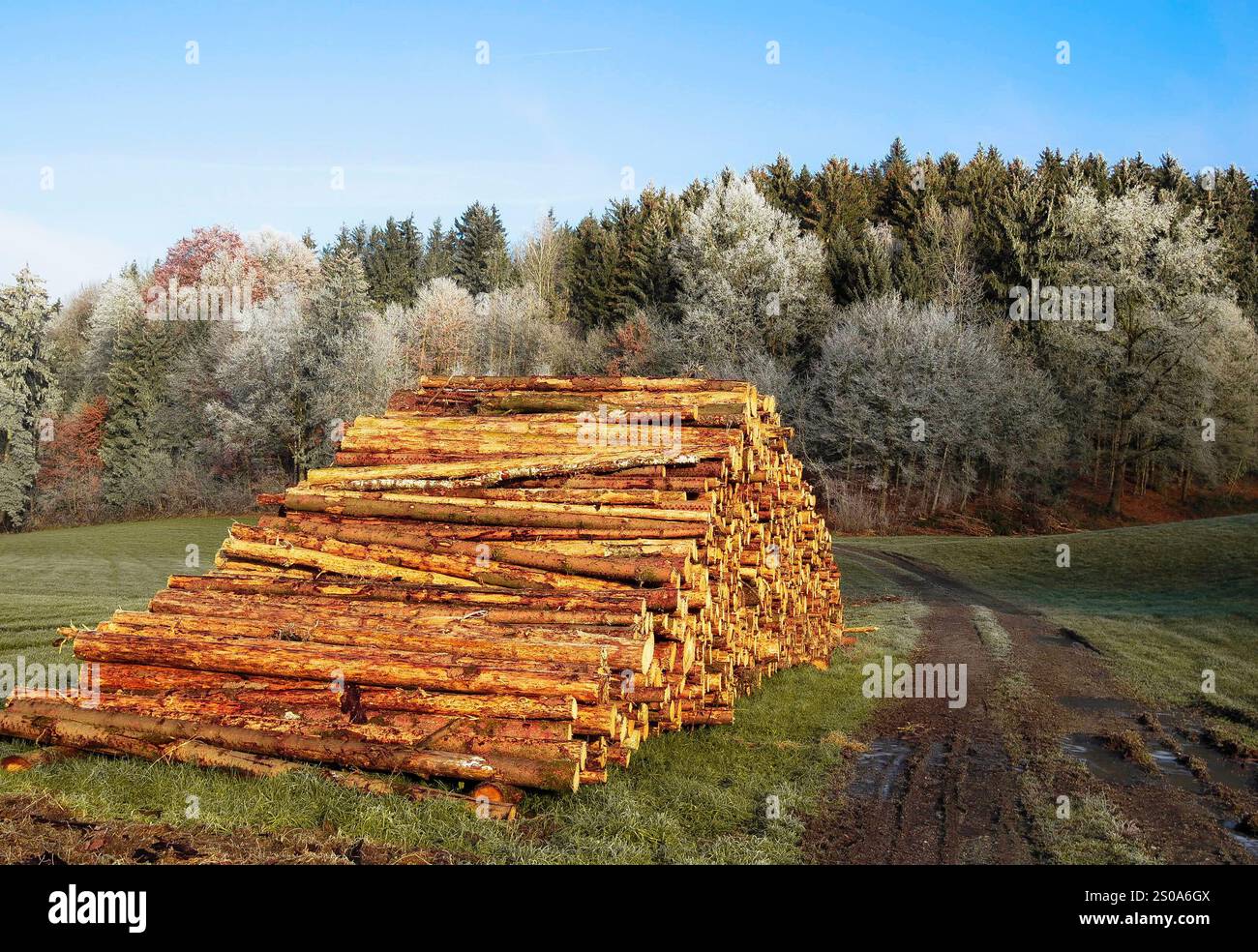 Logs stacked near a dirt road against the backdrop of a forest edge ...