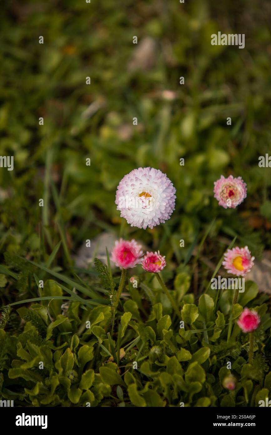 Delicate pink and white flowers with layered petals are set against ...