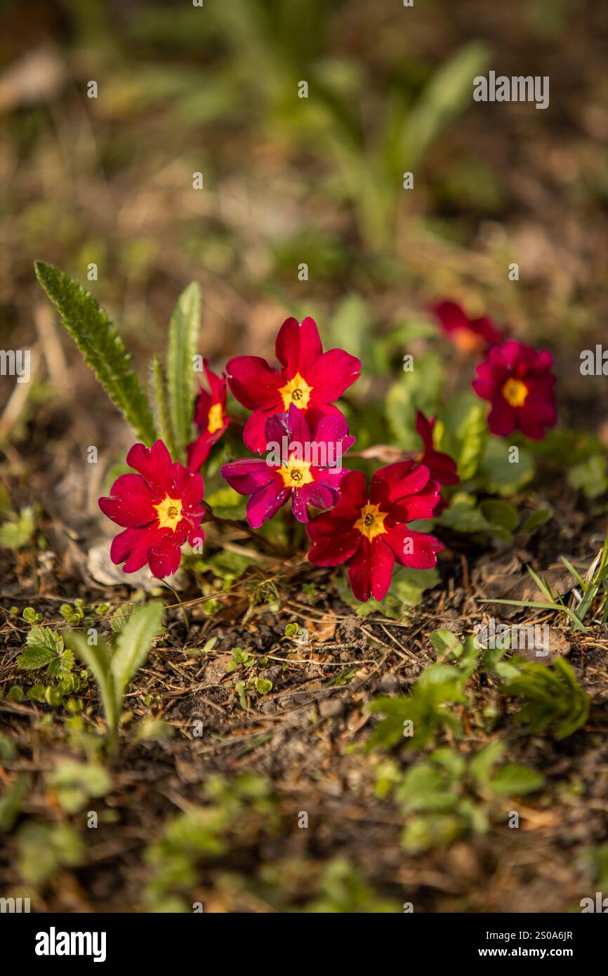 A cluster of red primrose flowers with yellow centers rests on earthy ...