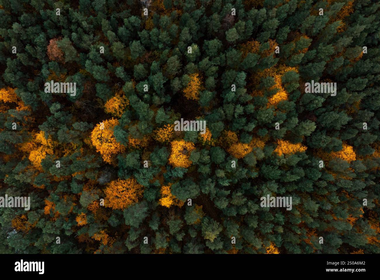 An aerial perspective reveals a forest with evergreen trees and vibrant ...