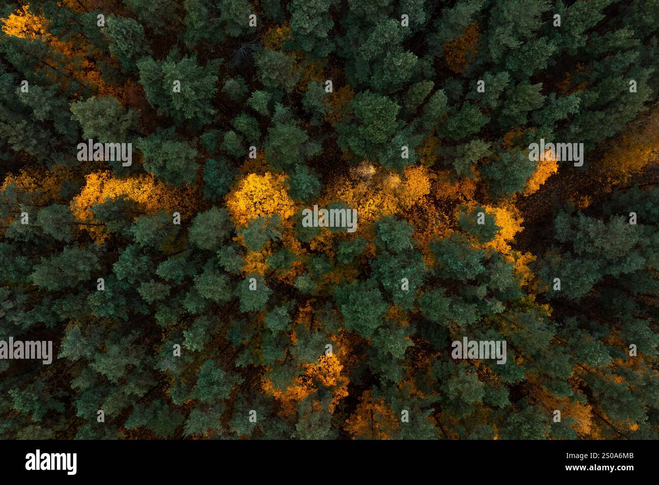 An aerial perspective captures a dense forest with deep green coniferous trees and vibrant ...