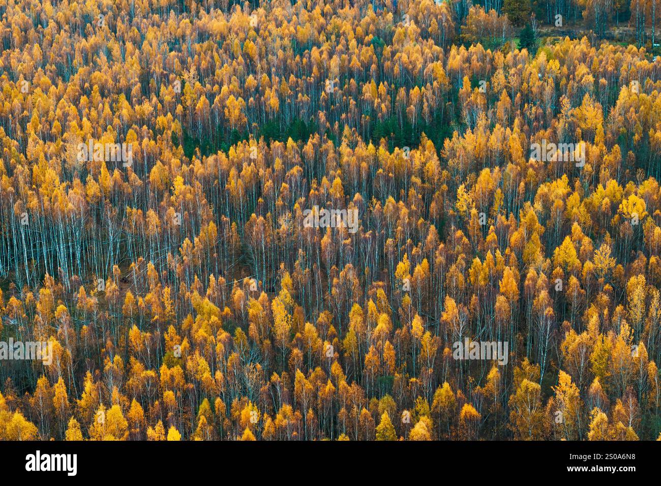 Glowing in rich shades of red hi-res stock photography and images - Alamy
