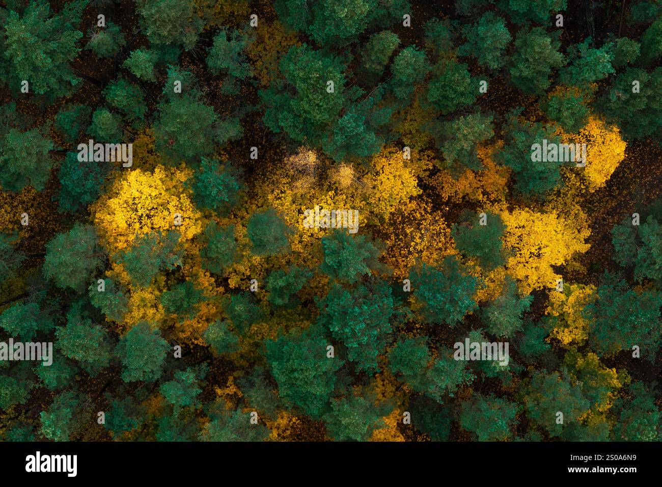 An aerial perspective reveals a temperate forest with deep green ...