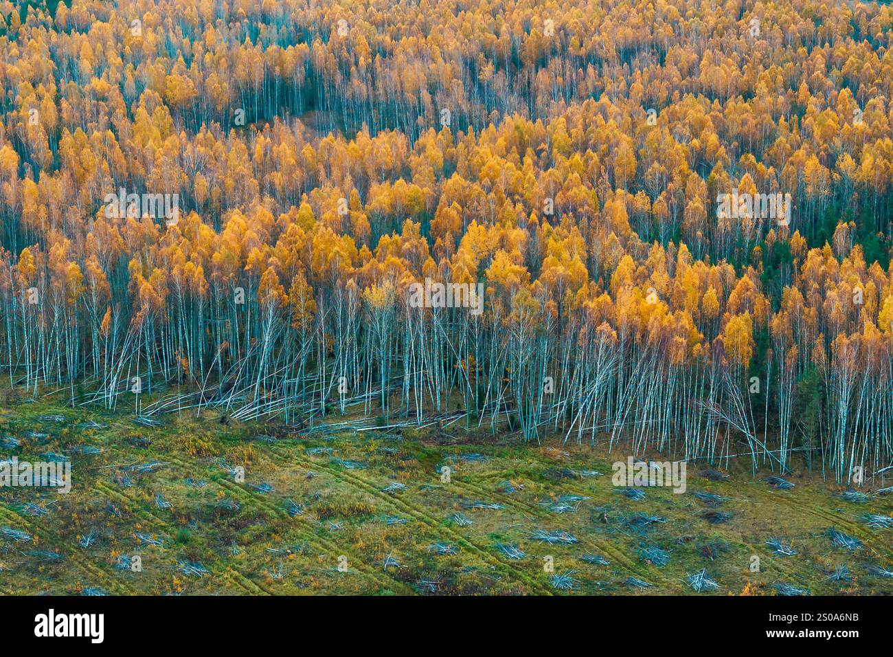 A dense forest of birch trees with golden autumn leaves contrasts with ...