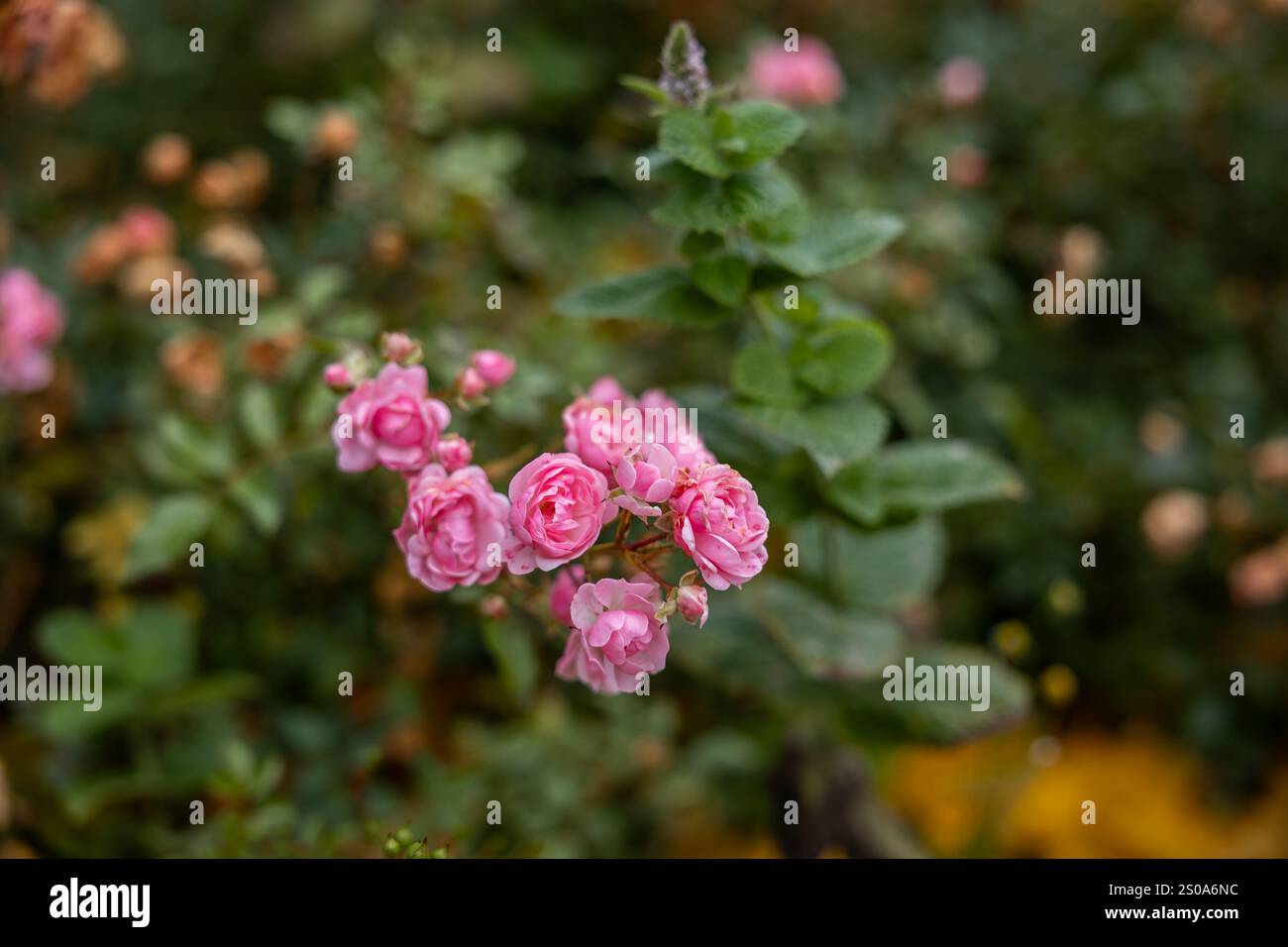 Showcase subtle details hi-res stock photography and images - Alamy